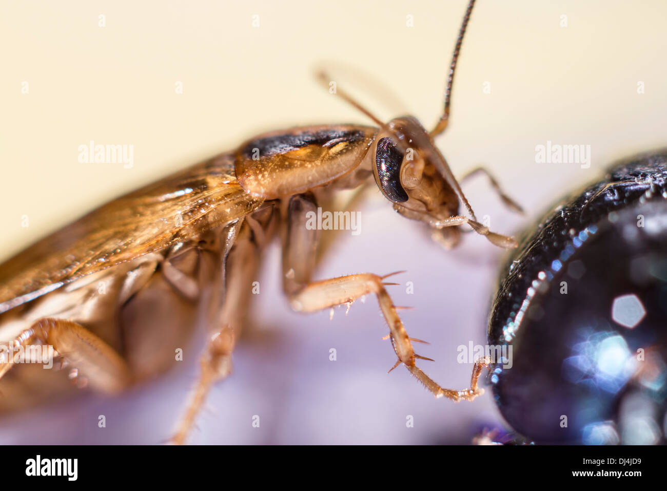 Portrait of a German cockroach (Blattella germanica Stock Photo - Alamy