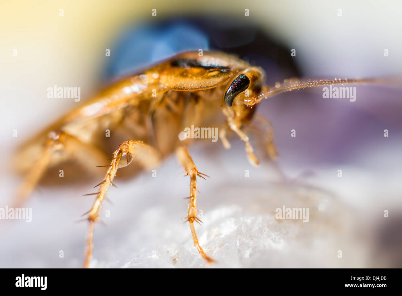 German cockroach hi-res stock photography and images - Alamy