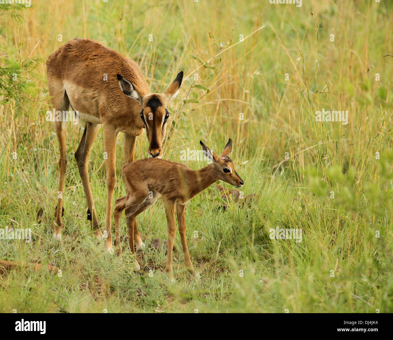 Impala young hi-res stock photography and images - Alamy