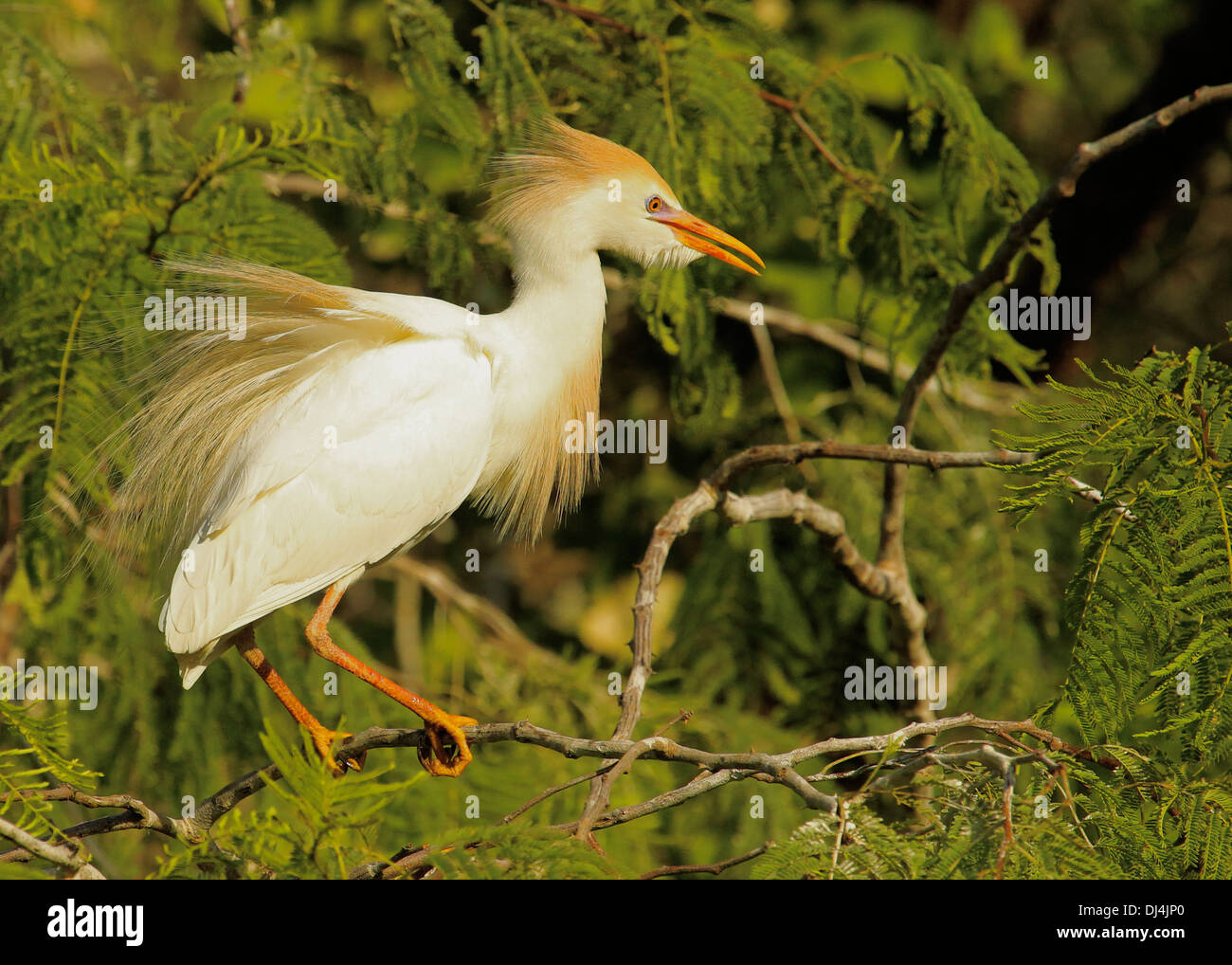 Male Cattle Egret Bubulcus ibis breeding plumage Stock Photo - Alamy