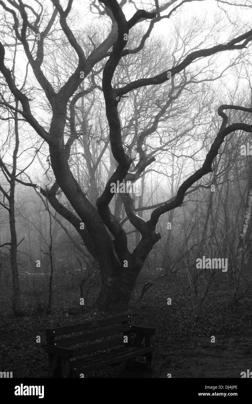 Scary tree Black and White Stock Photos & Images - Alamy