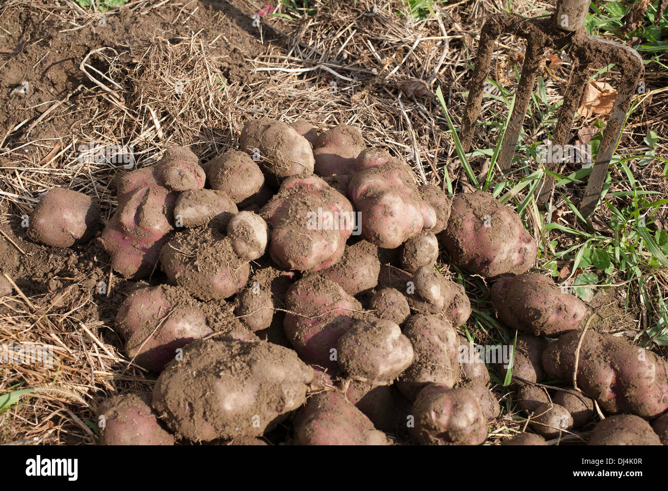 Large and lumpy purple potatoes are harvested in a community garden ...