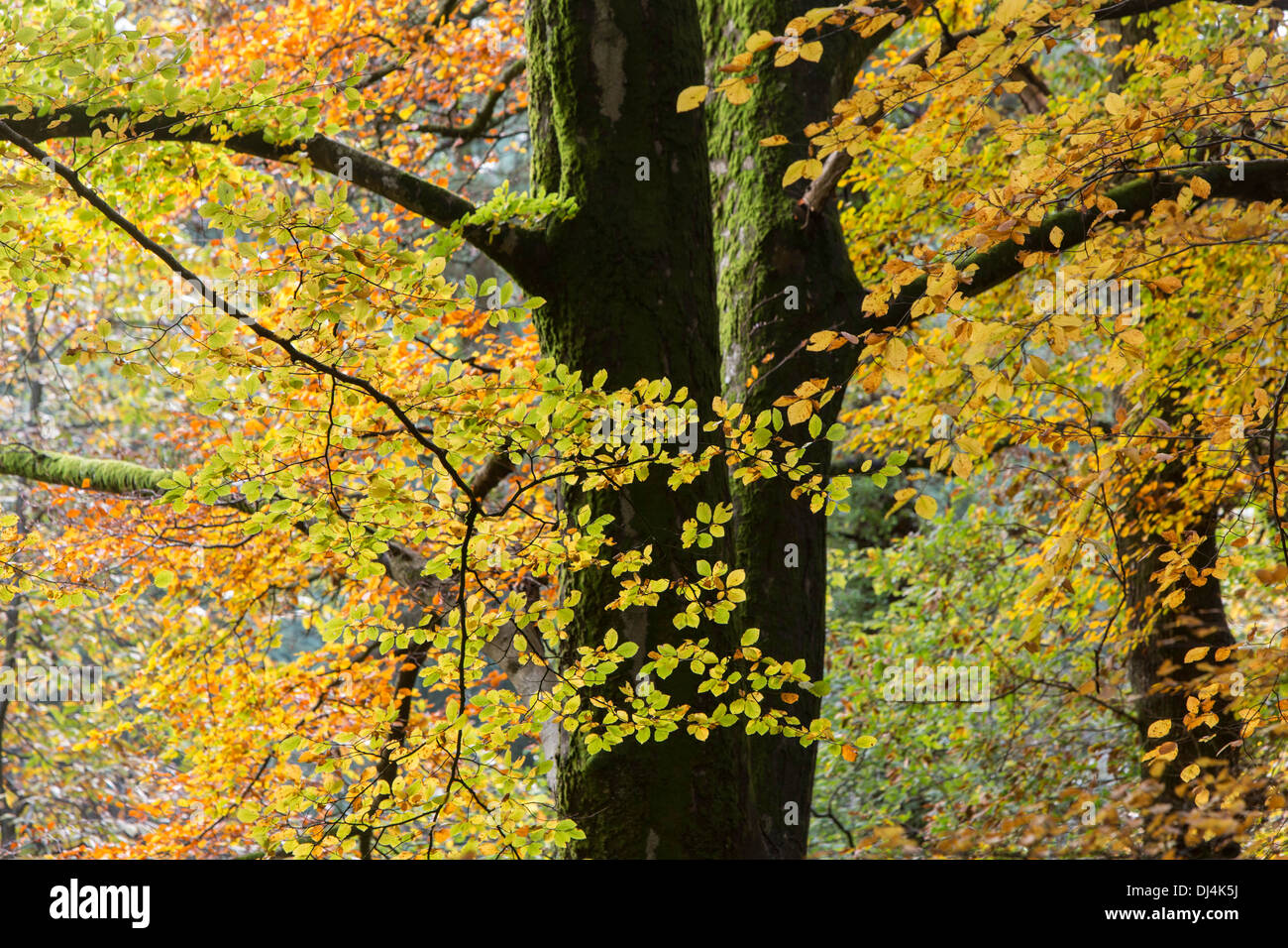 Mature beeches hi-res stock photography and images - Alamy