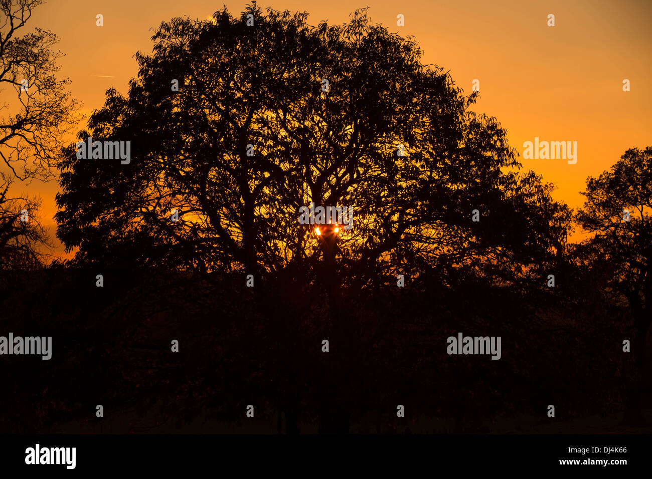 Orange sunset behind tree in Autumn showing tree in silhouette Stock ...
