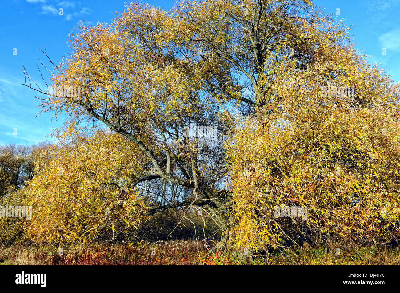 Golden willow tree hi-res stock photography and images - Alamy