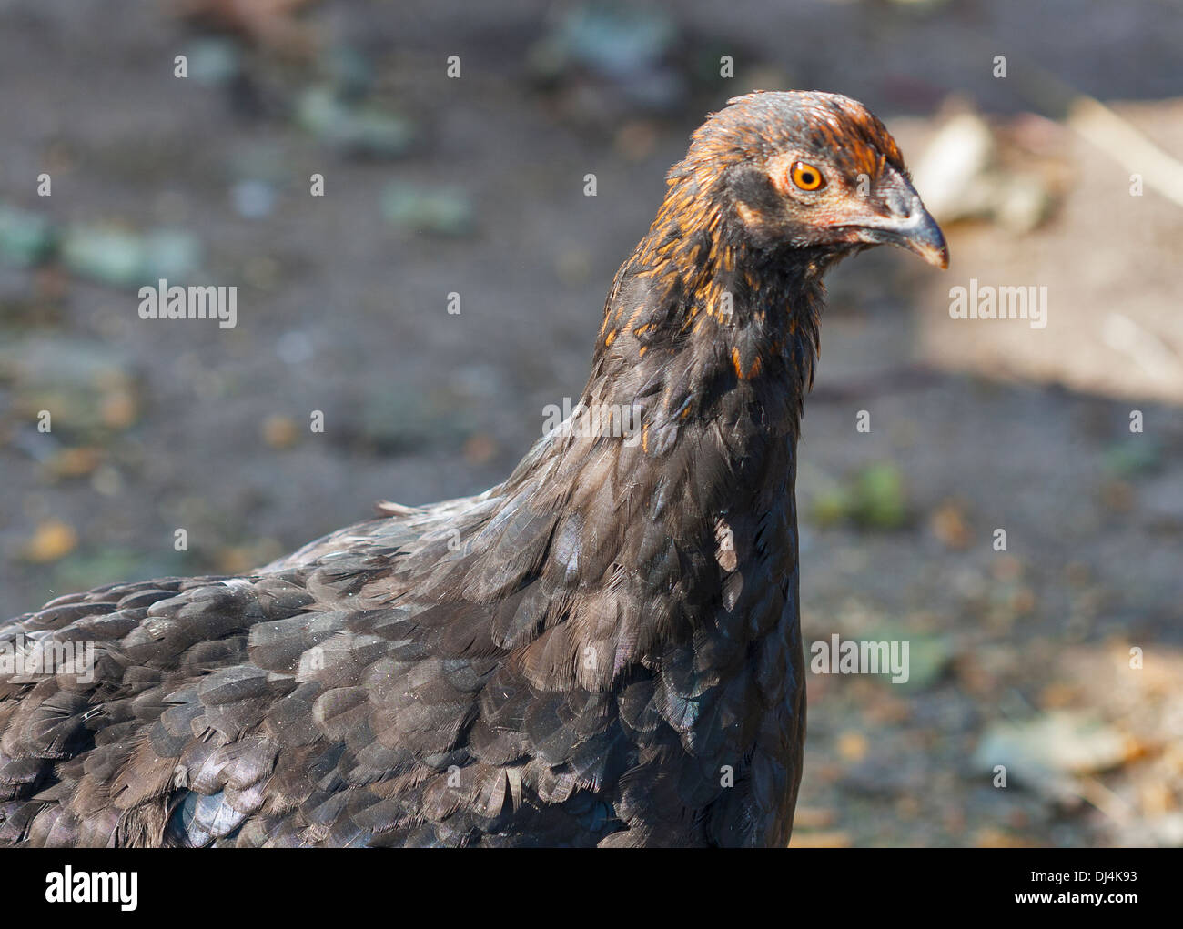 Speckled hen hi-res stock photography and images - Alamy