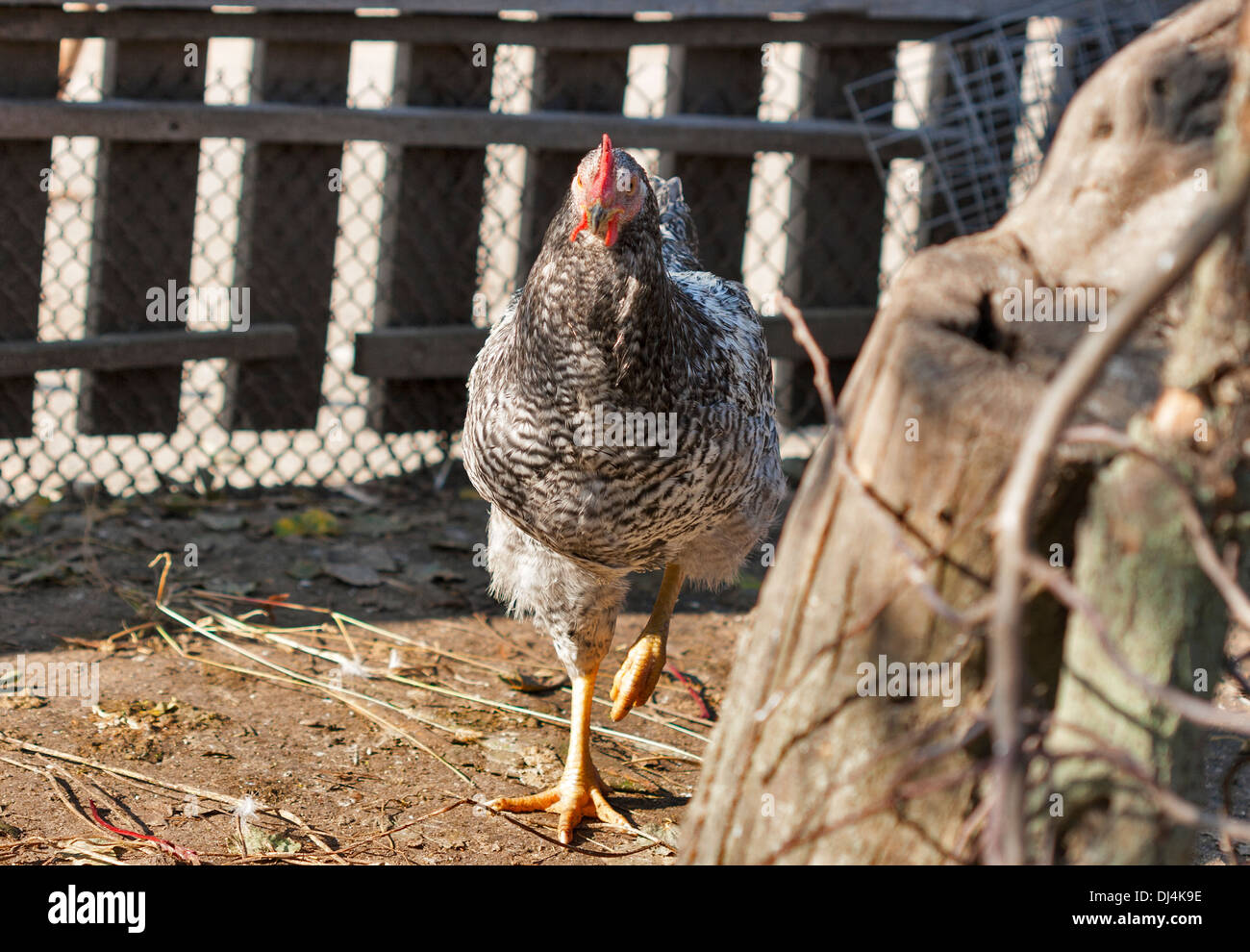 Black and white hen hi-res stock photography and images - Alamy