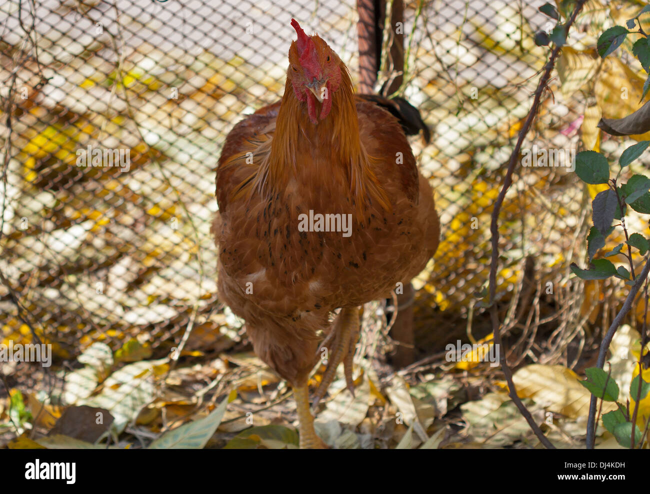 ginger hen standing on the back yard Stock Photo - Alamy