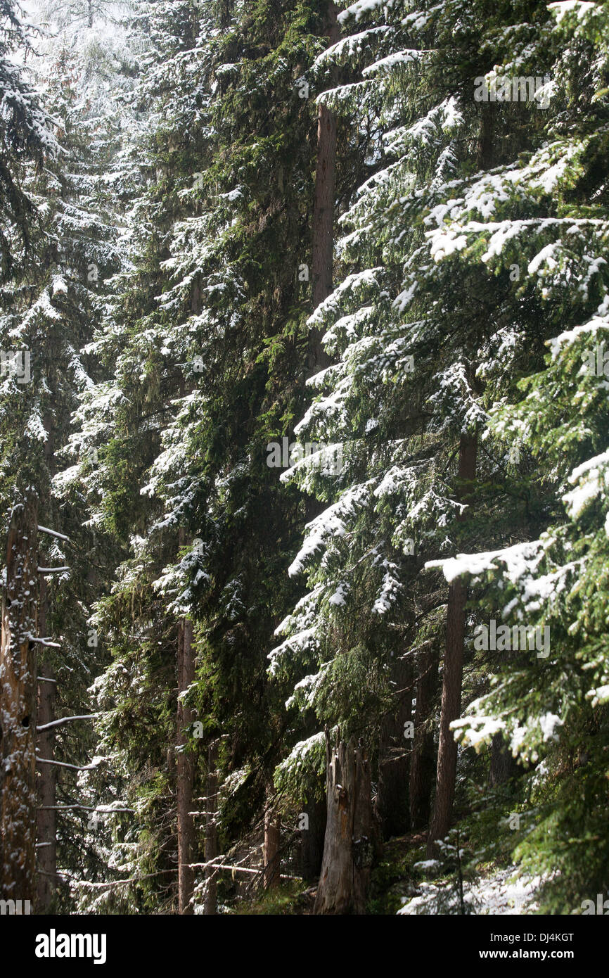 Snow clad conifer trees in forest above Davos Landwasser Valley ...