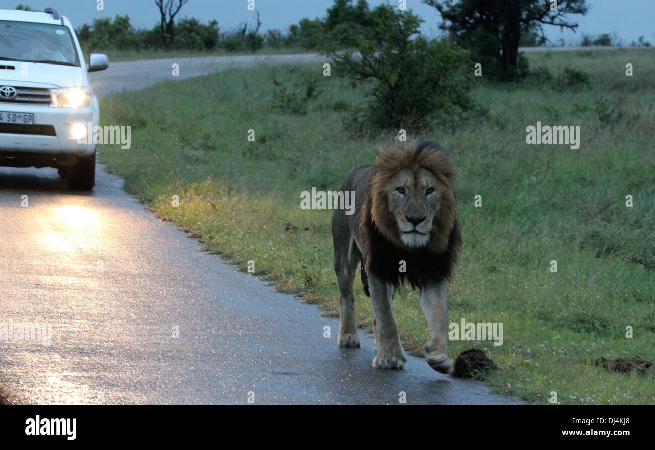 Lion at dusk hi-res stock photography and images - Alamy