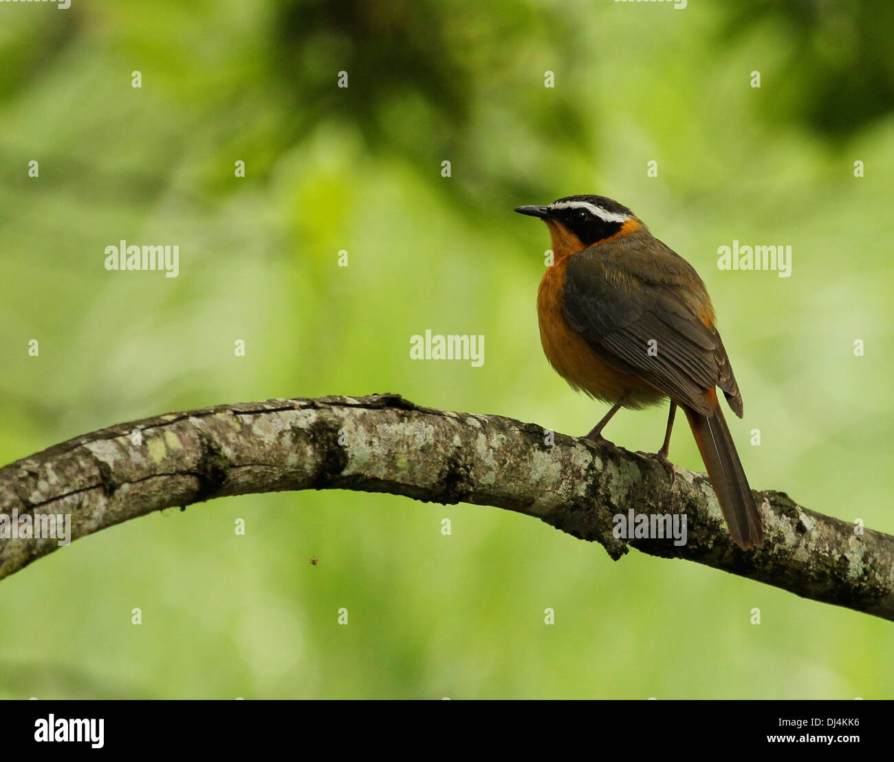 Heuglins robin hi-res stock photography and images - Alamy