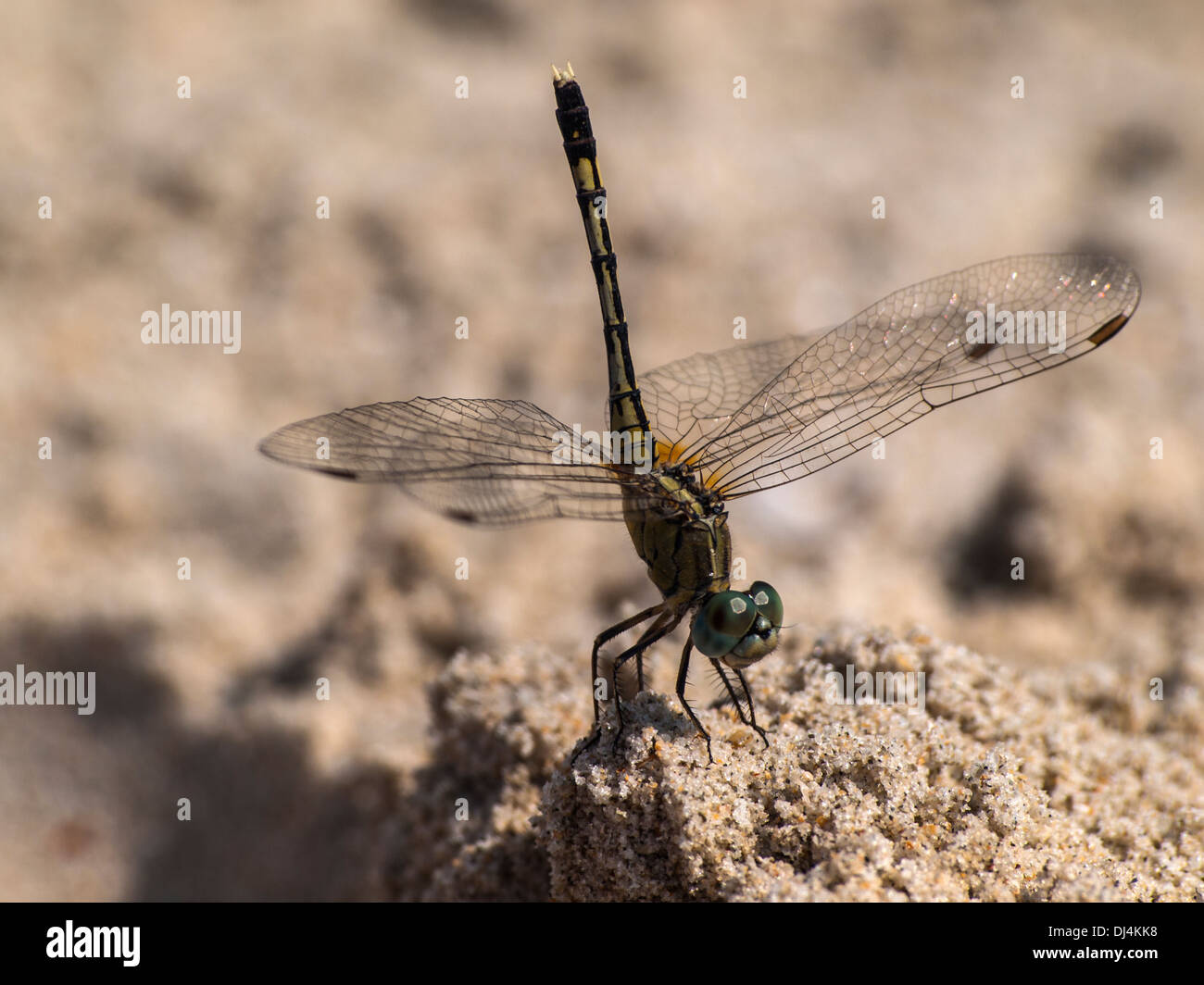 Indian dragonfly hi-res stock photography and images - Alamy