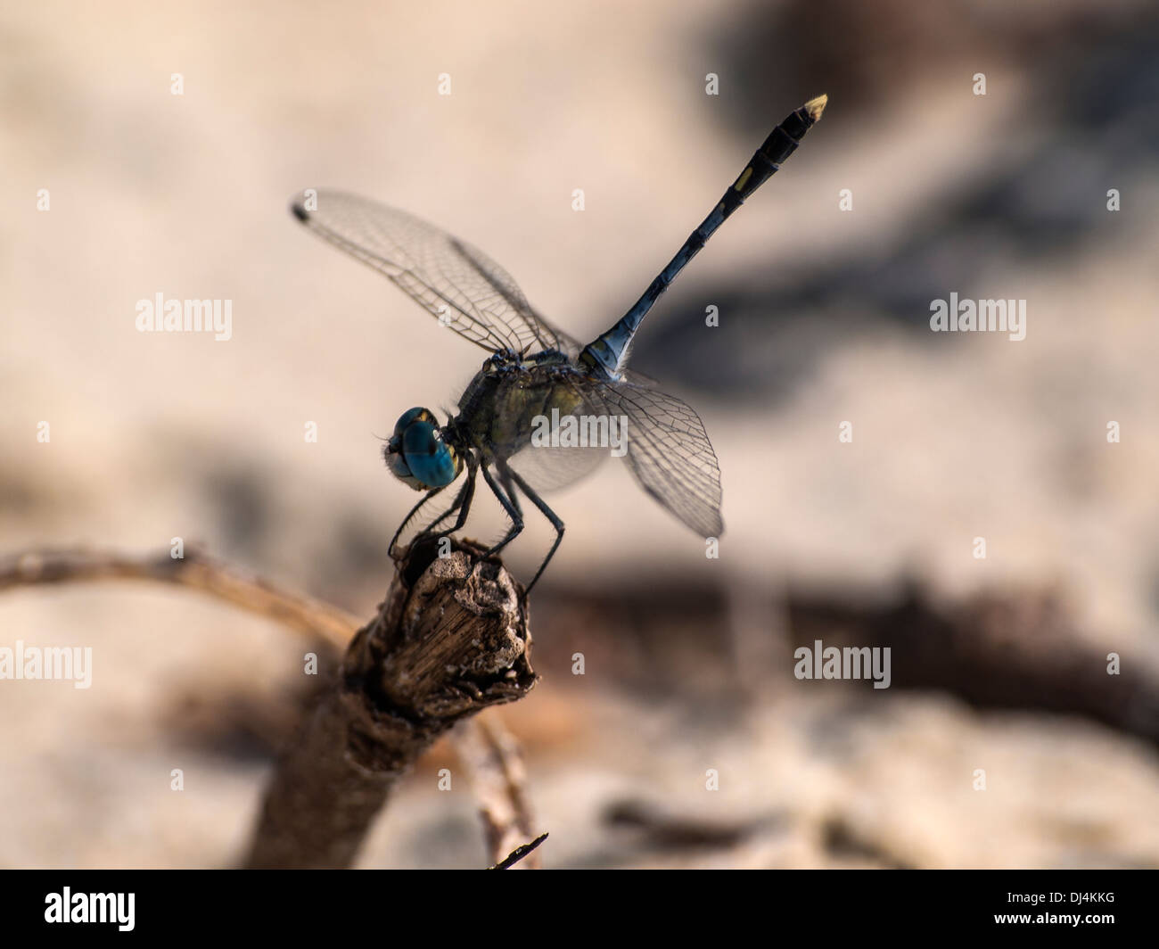 Blue eyed dragonfly closeup Stock Photo - Alamy