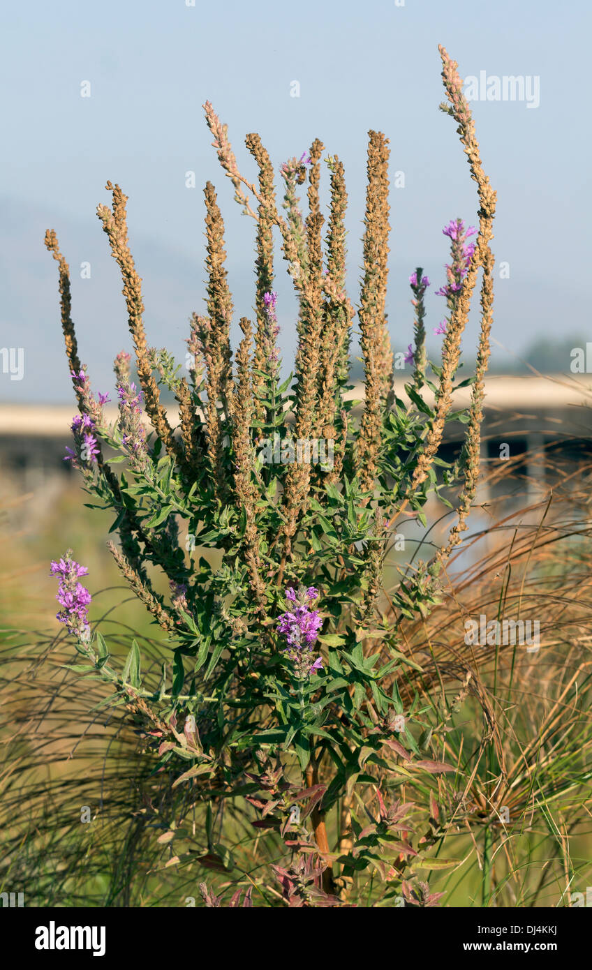 plants in the Hula Nature Reserve in Israel Stock Photo - Alamy