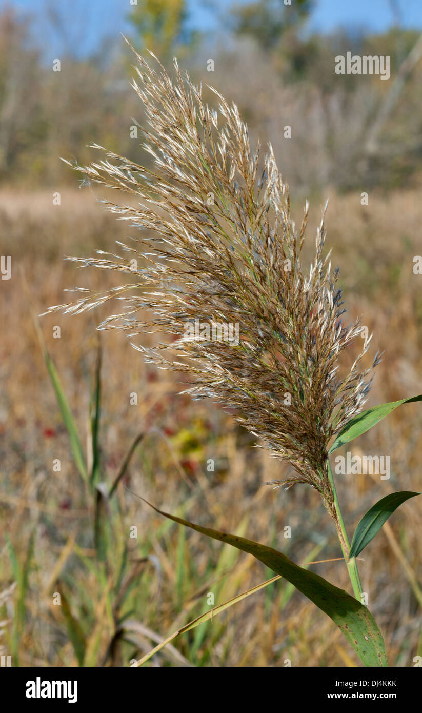 Rush weed hi-res stock photography and images - Alamy