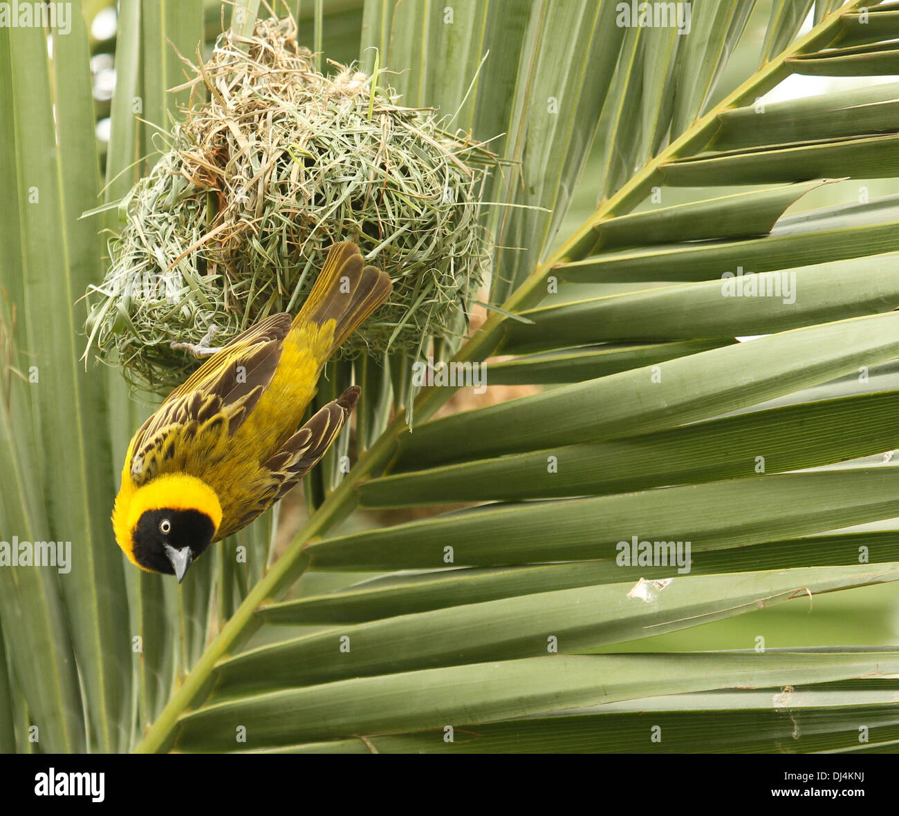 Masked weaver bird building hi-res stock photography and images - Alamy