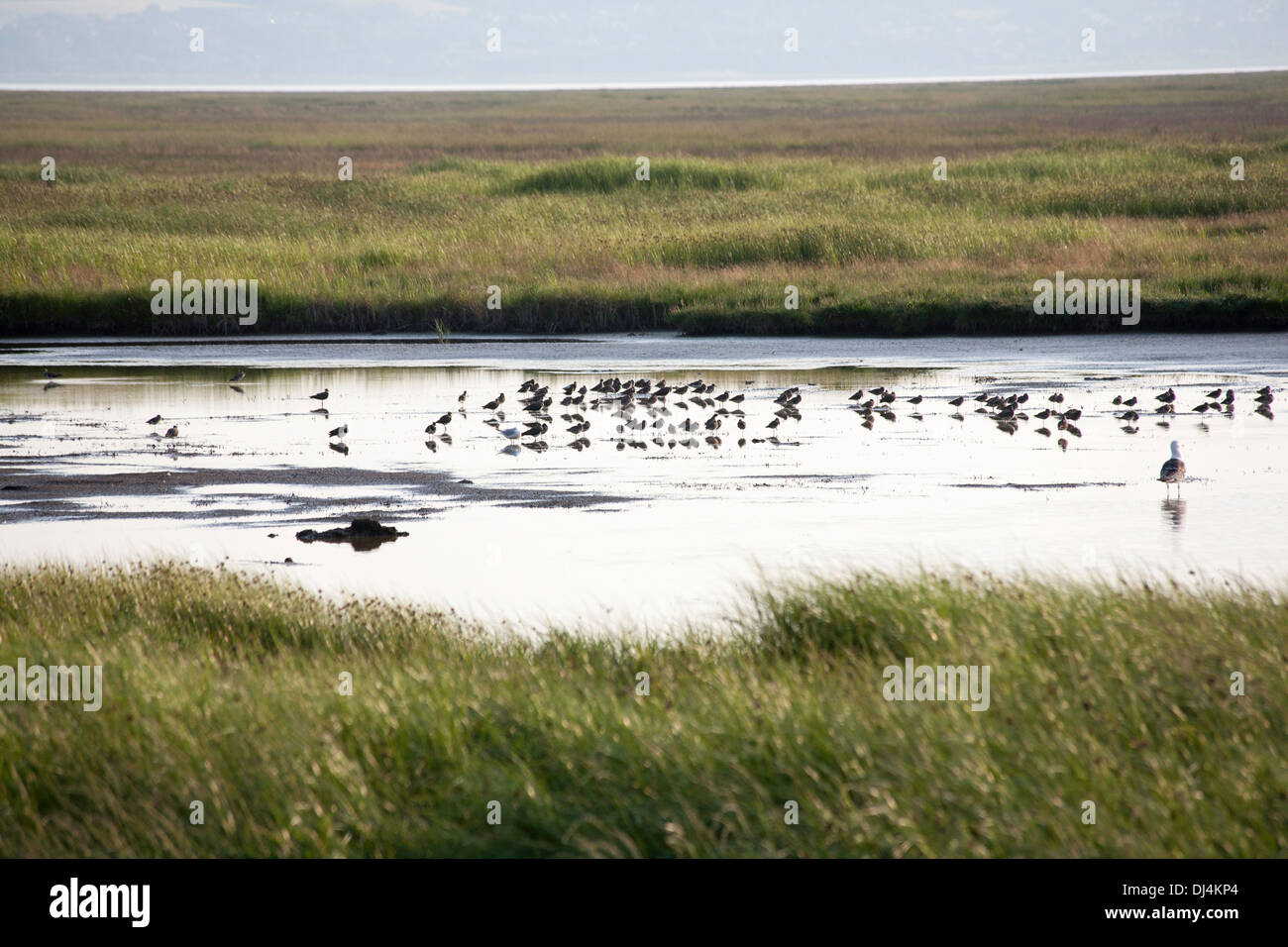Wading birds and gulls feeding in pool on salt marsh Neston Wirral ...