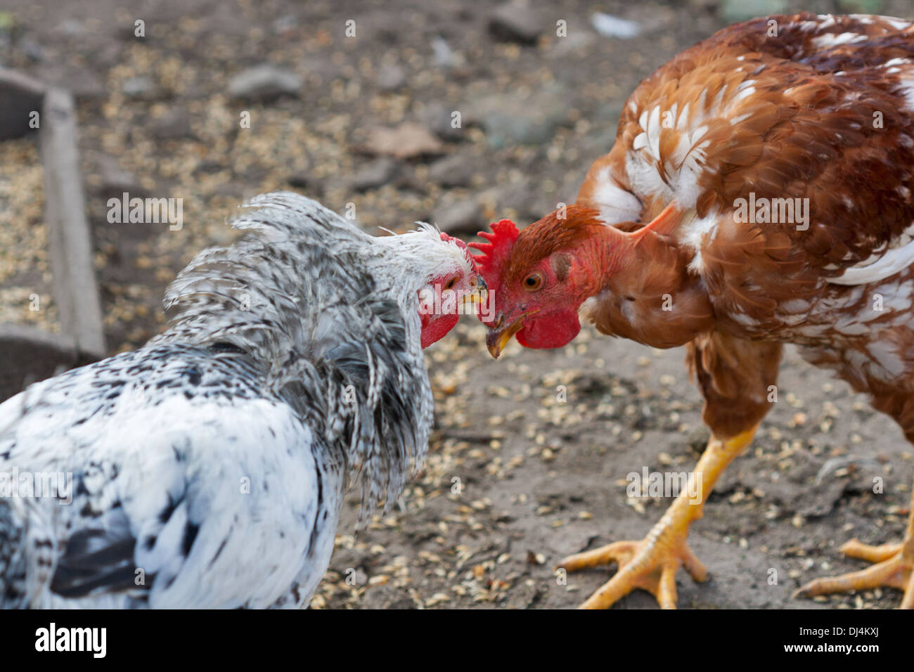 chicken fight on the farm Stock Photo - Alamy