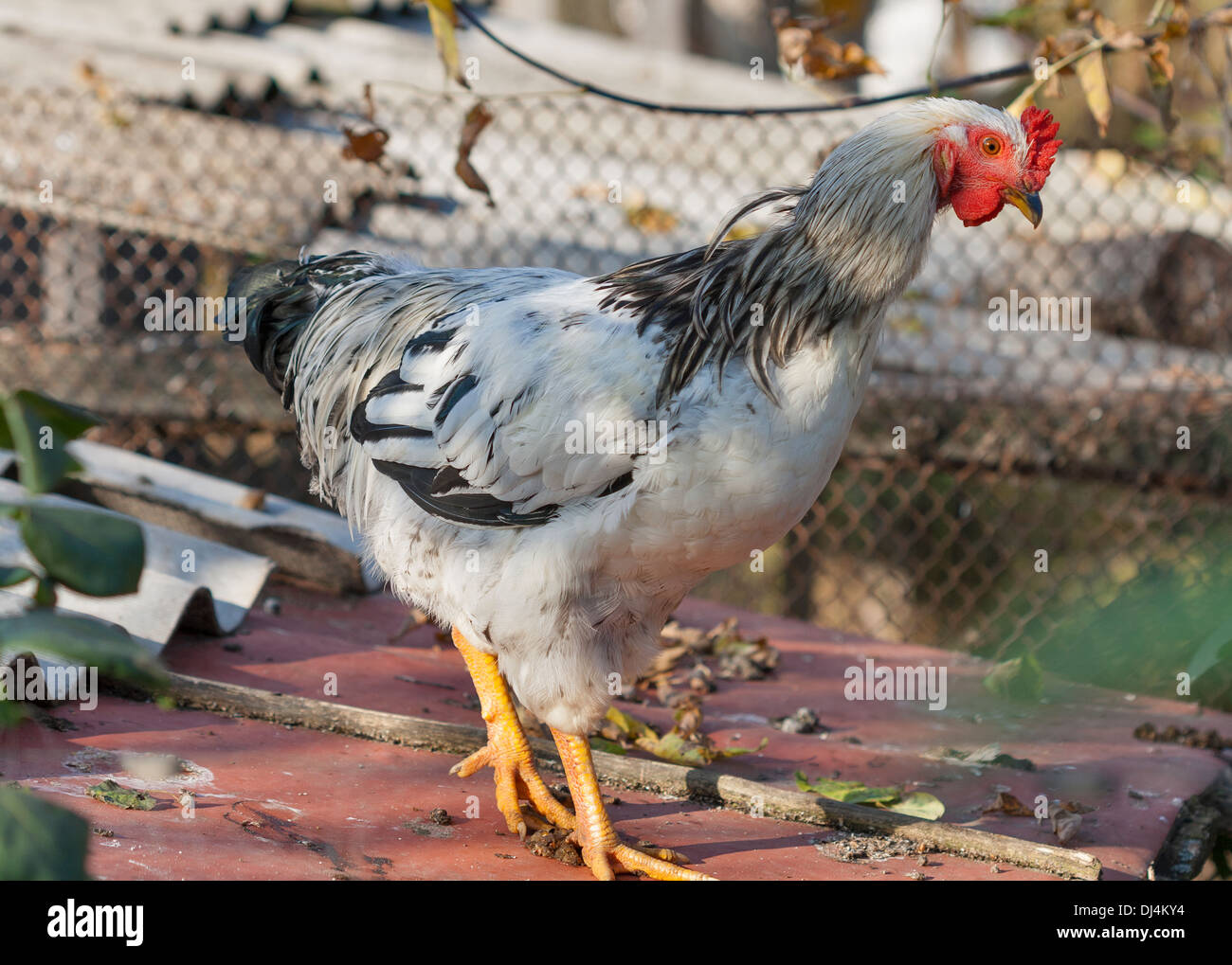 white speckled hen closeup on the back yard Stock Photo - Alamy