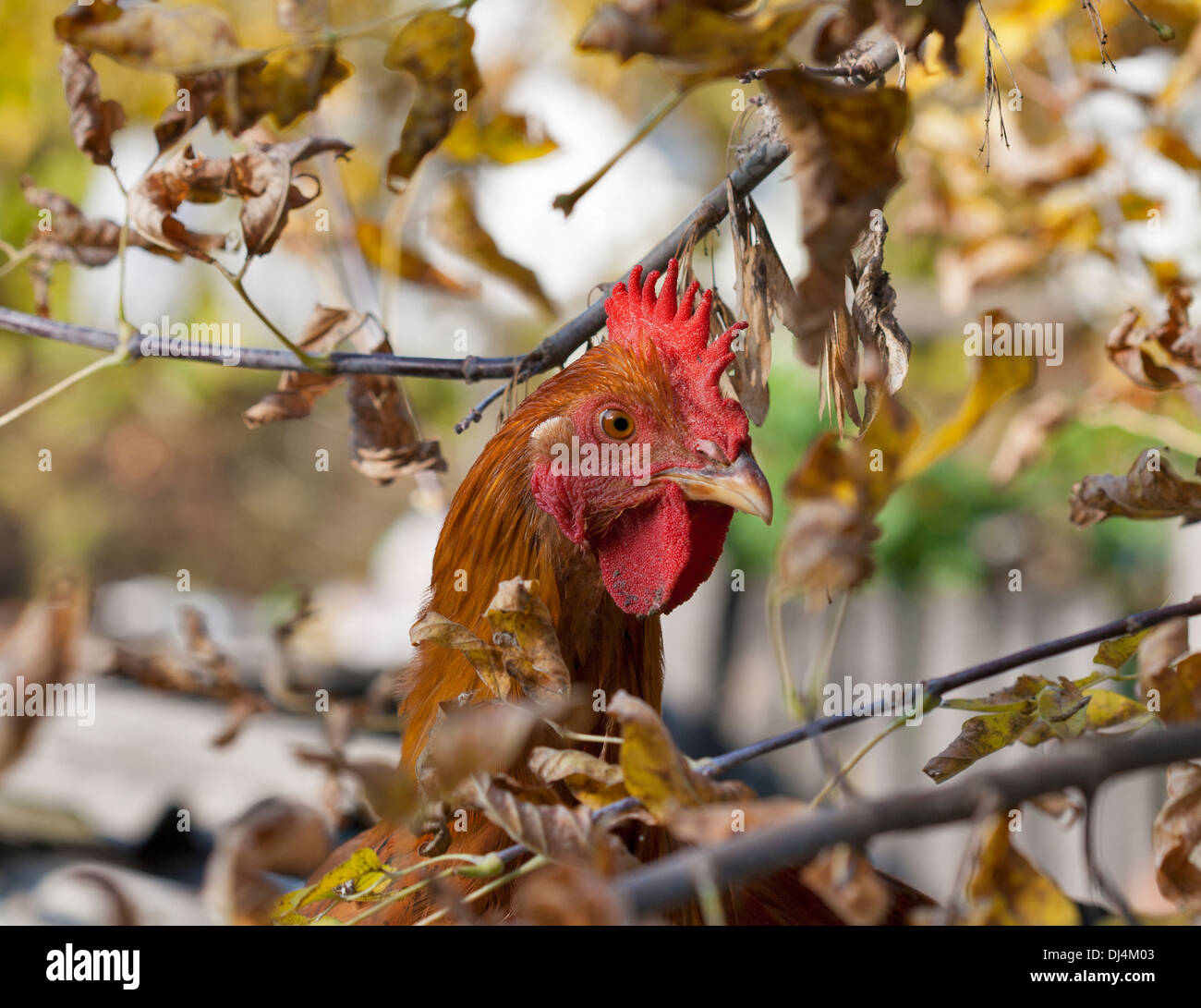 red hen peeking out from behind the tree branches Stock Photo - Alamy