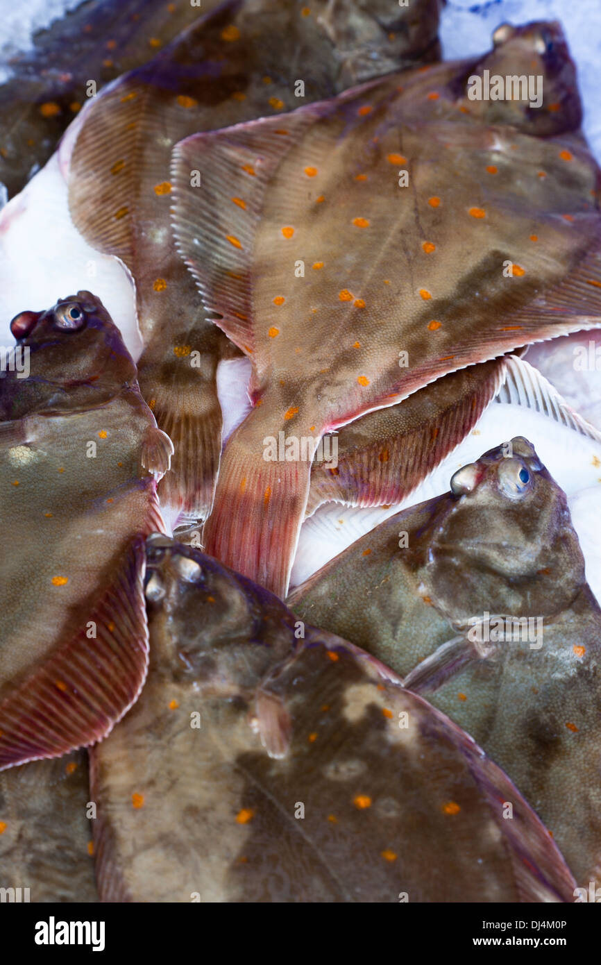 Types fish scales hi-res stock photography and images - Alamy