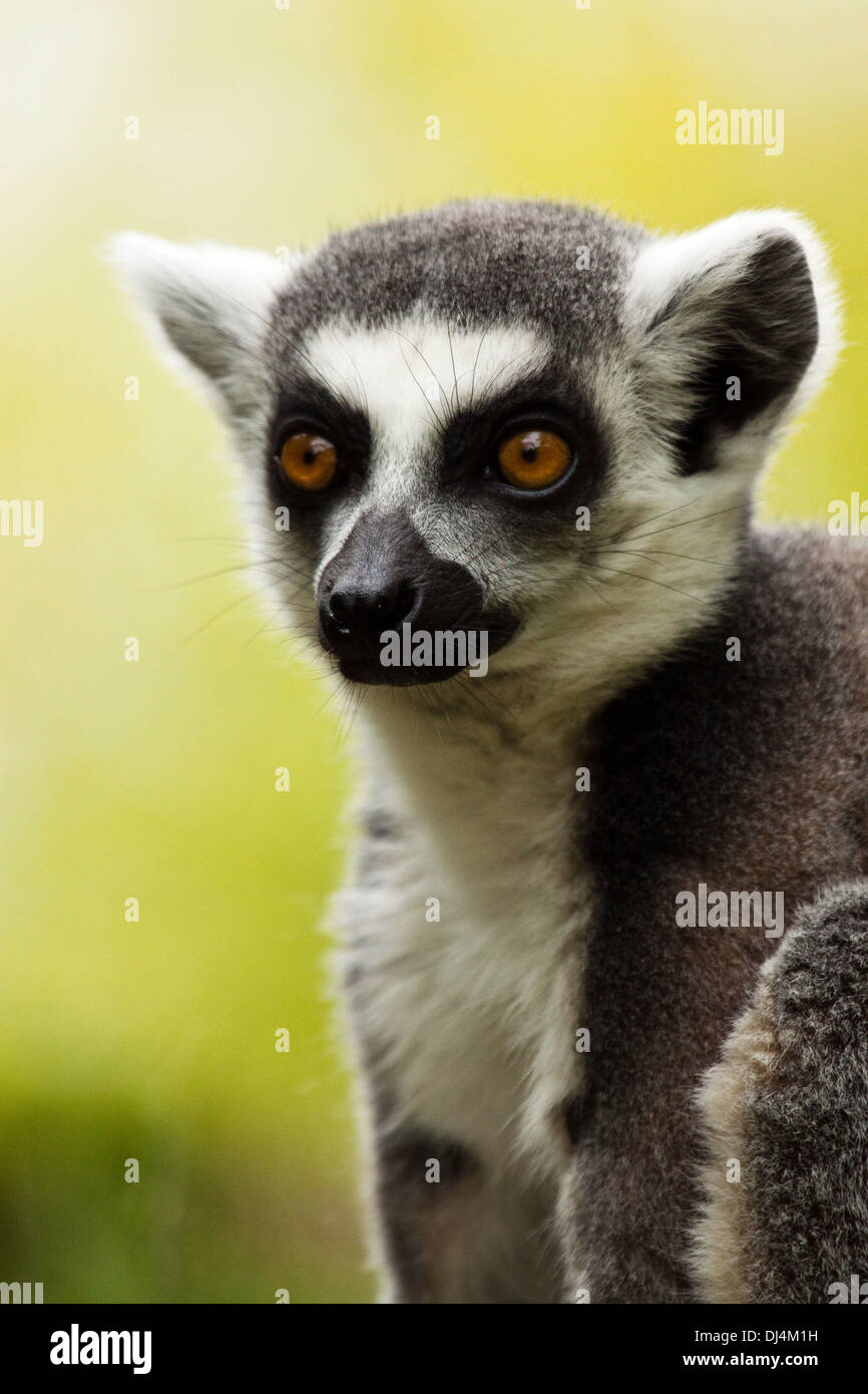 Katta affe hi-res stock photography and images - Alamy