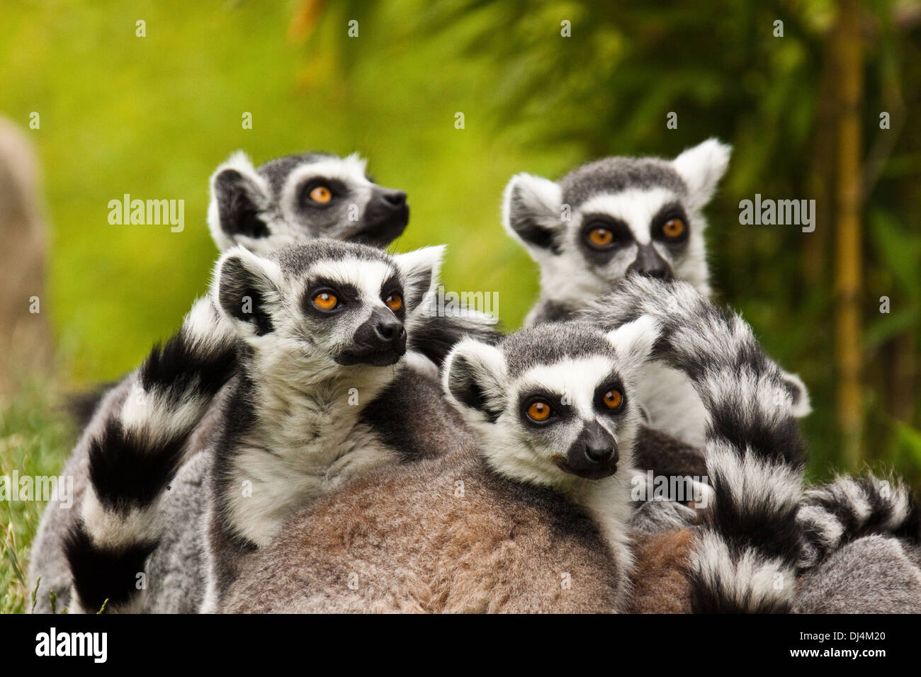 Maki affe hi-res stock photography and images - Alamy