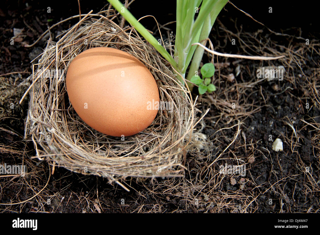 The Picture Eggs in nests placed on ground Stock Photo - Alamy