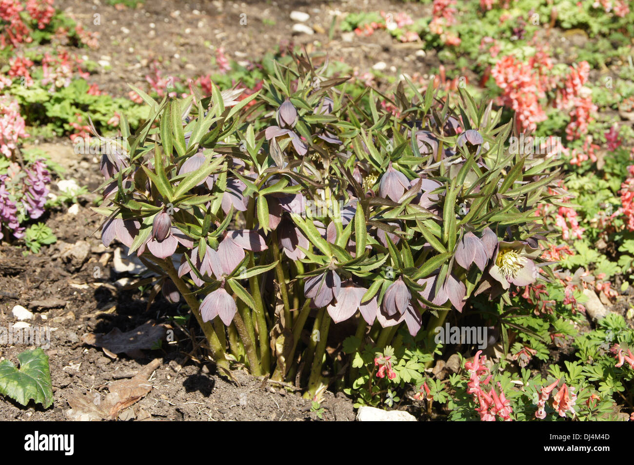 Purple hellebore niger hi-res stock photography and images - Alamy