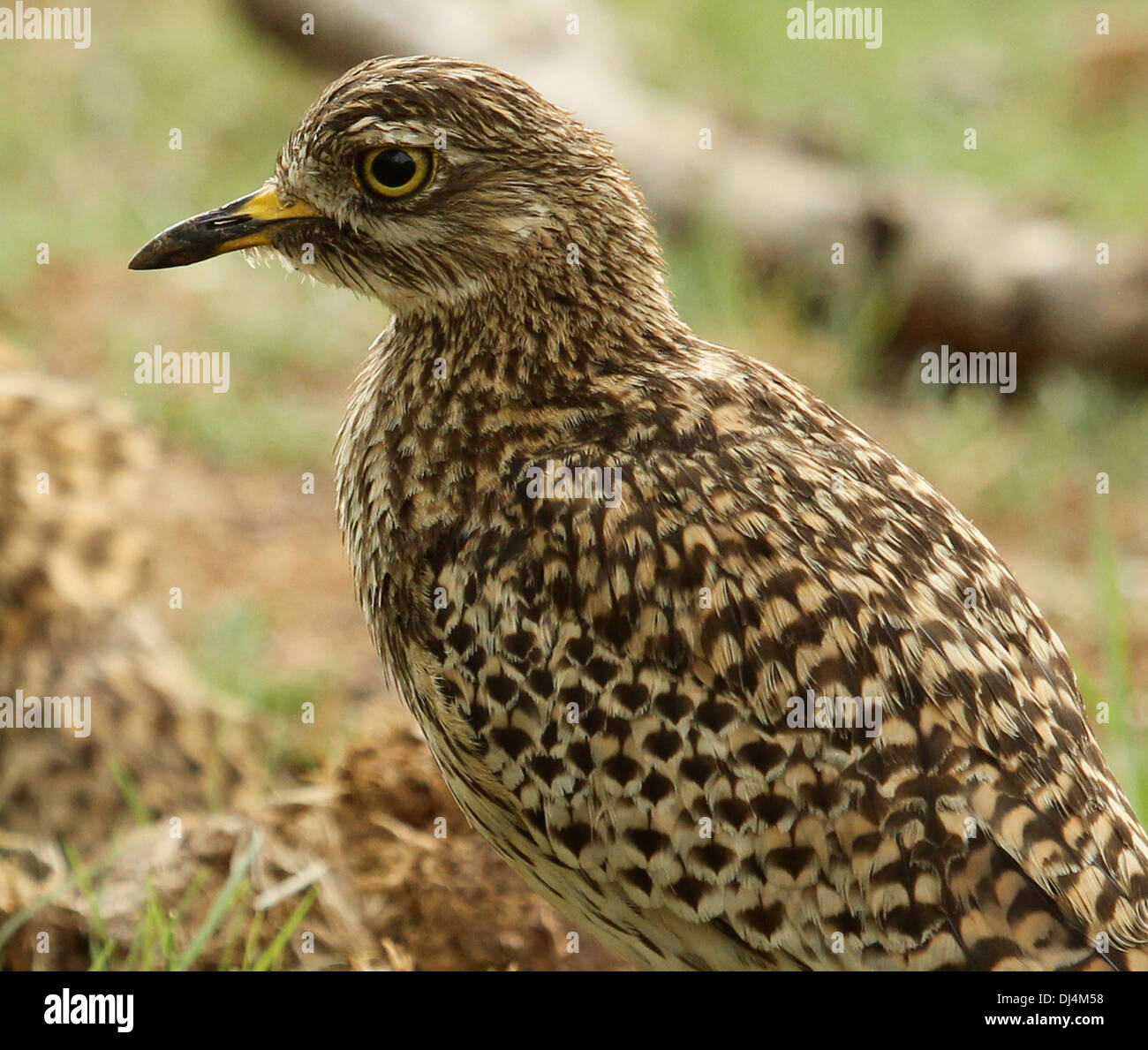 Spotted Dikkop Burhinus capensis Stock Photo - Alamy