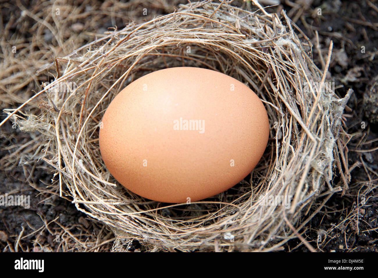 The Picture Eggs in nests placed on ground Stock Photo - Alamy