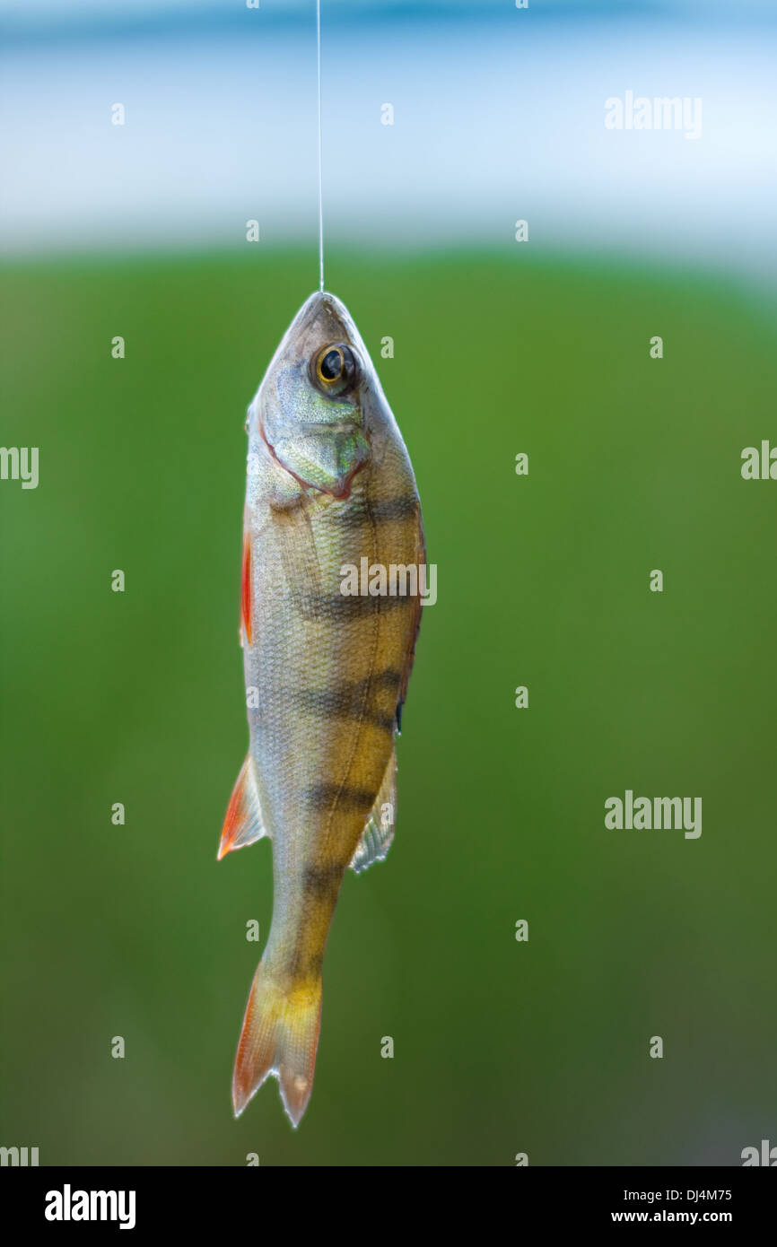 Fishing - caught perch Stock Photo - Alamy