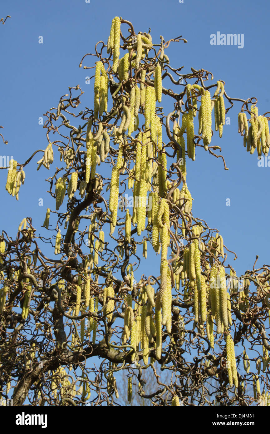 Haselnussbaum hi-res stock photography and images - Alamy