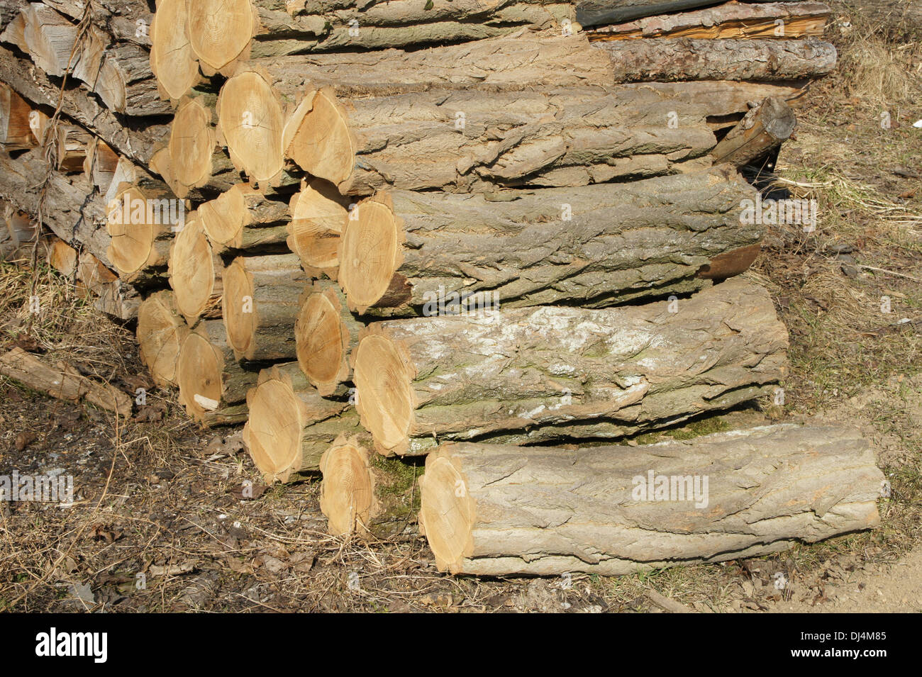 Locust wood hi-res stock photography and images - Alamy