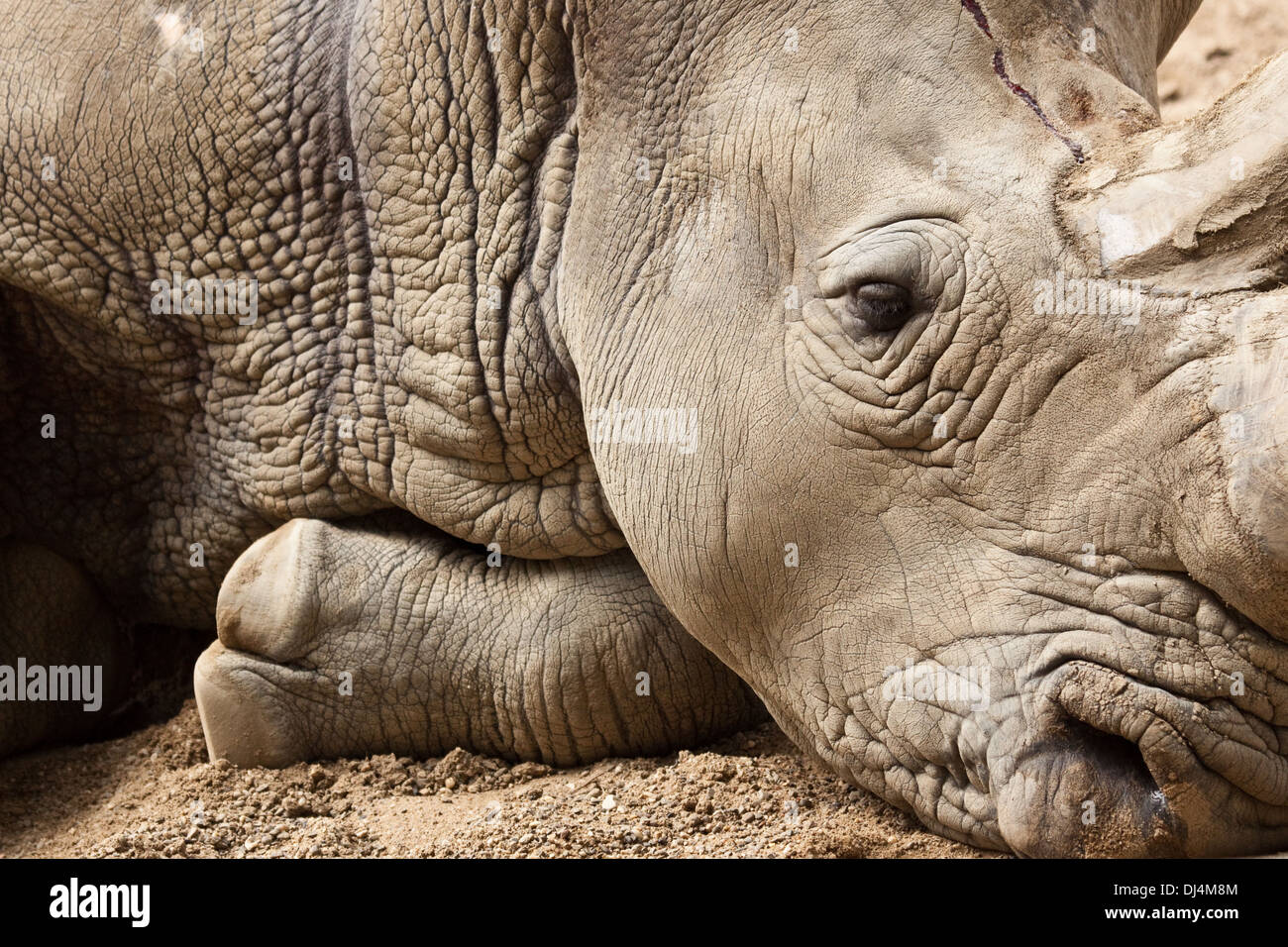 Black and white rhinoceroses hi-res stock photography and images - Alamy