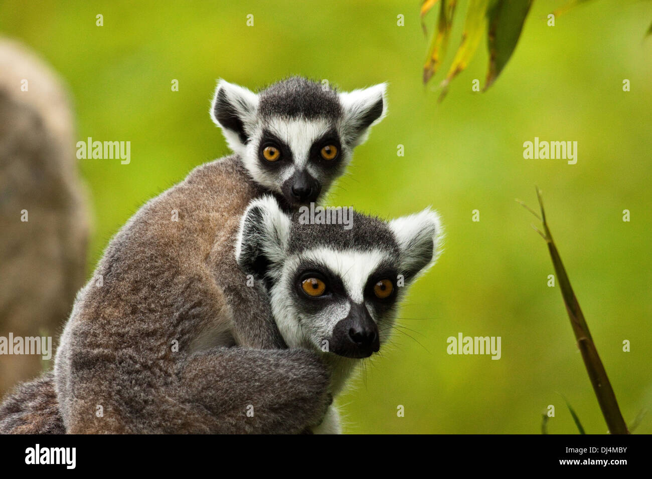 Zoo affengehege hi-res stock photography and images - Alamy