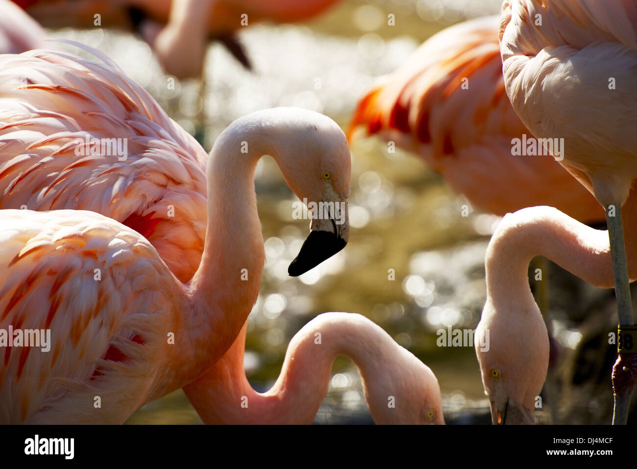 Flamingos Flock Closeup- Flamingoes. Animals Photo Collection Stock Photo - Alamy