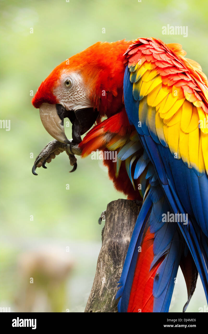 Hellroter ara ara macao red hi-res stock photography and images - Alamy