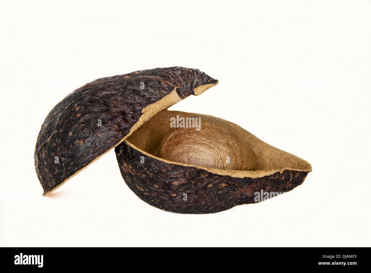 Shell and core of an avocado fruit Stock Photo - Alamy