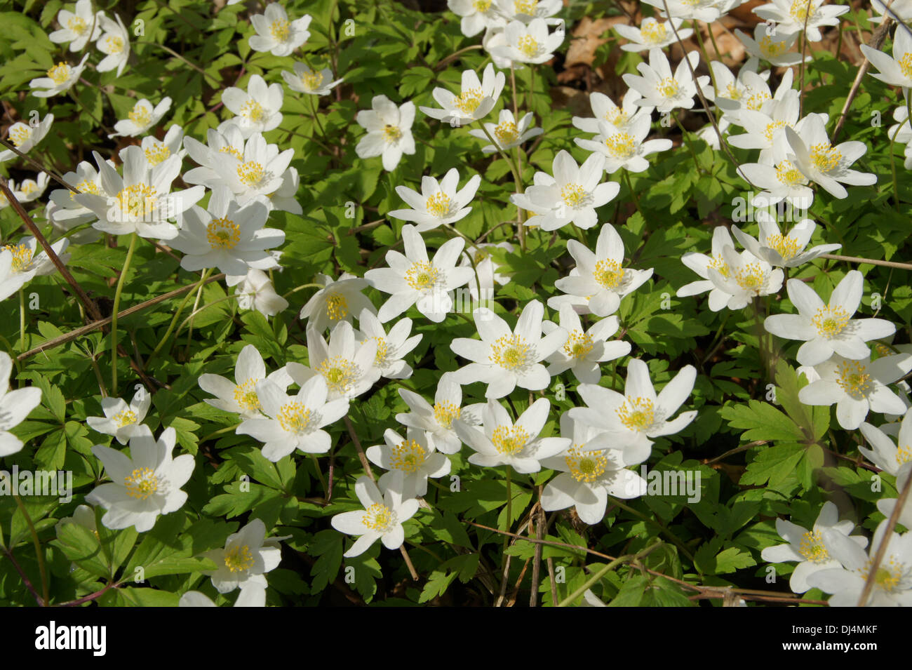 Windflowers High Resolution Stock Photography and Images - Alamy