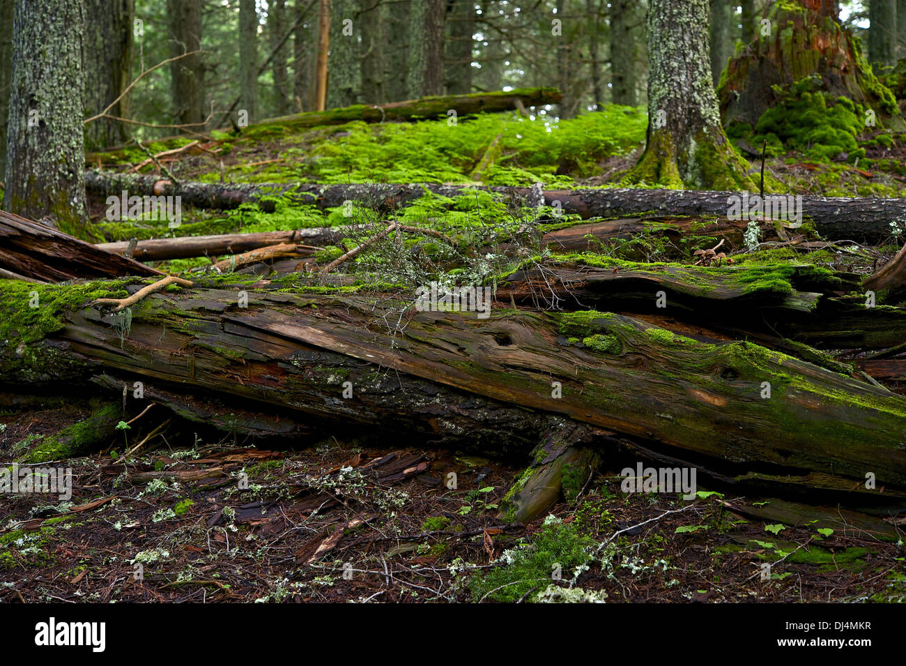 Dead Tree Logs in Montana Wilderness. Forests Collection Stock Photo ...
