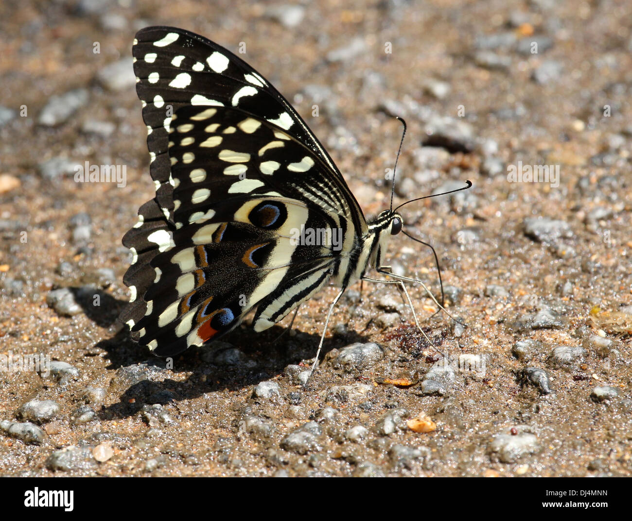Citrus swallowtail hi-res stock photography and images - Alamy