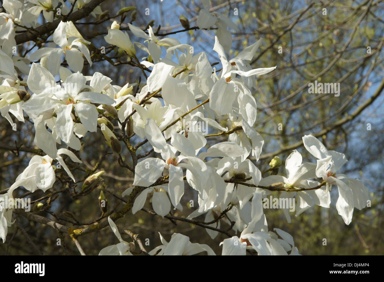 Magnolien strauch hi-res stock photography and images - Alamy