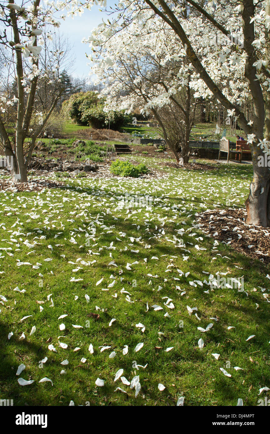 Magnolia trees hi-res stock photography and images - Alamy