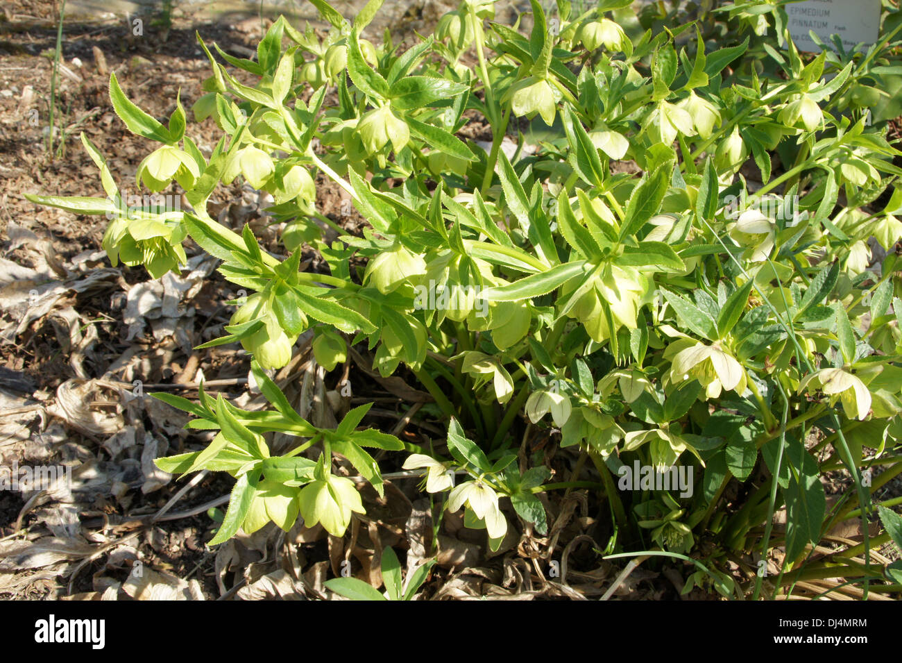 Multifidus hi-res stock photography and images - Alamy