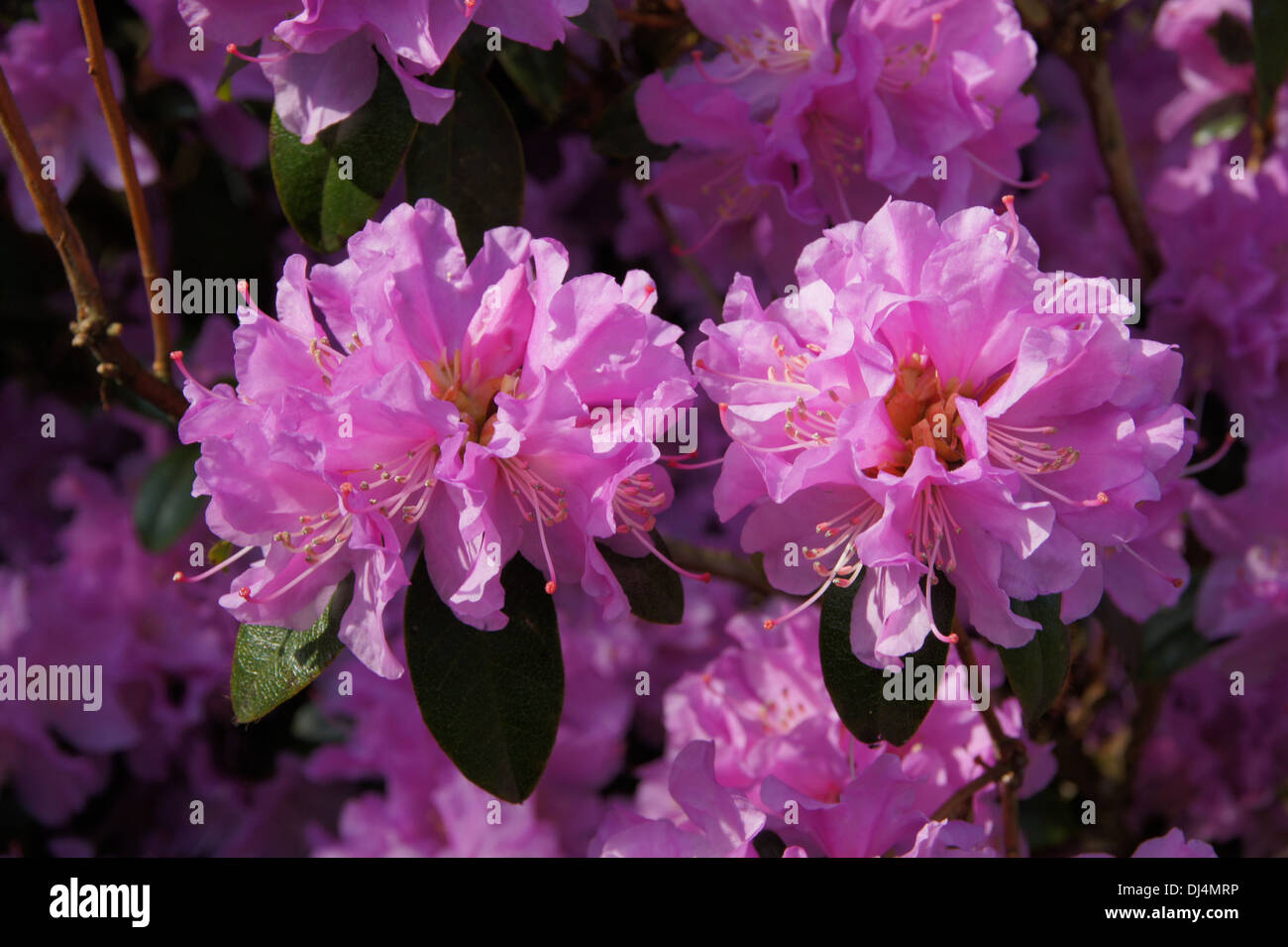 Rhododendron praecox hi-res stock photography and images - Alamy