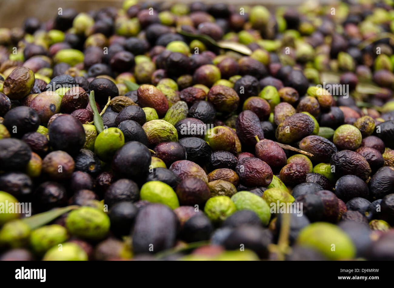 green and black olives in a mill ready to be squeezed Stock Photo - Alamy