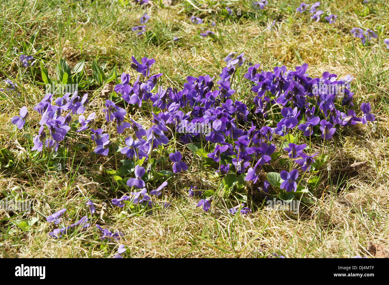 The Violets High Resolution Stock Photography and Images - Alamy