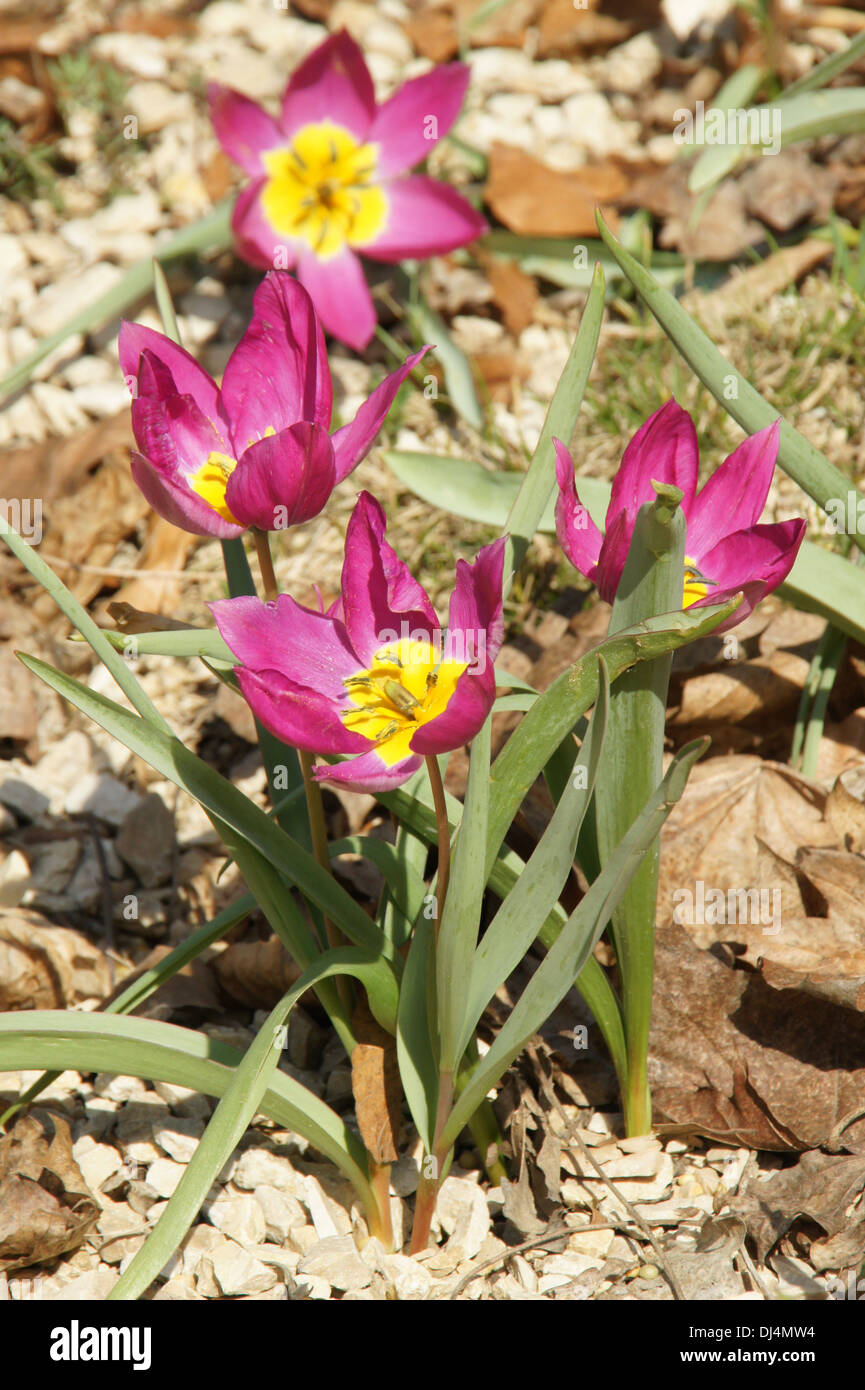 Tulpe humilis hi-res stock photography and images - Alamy