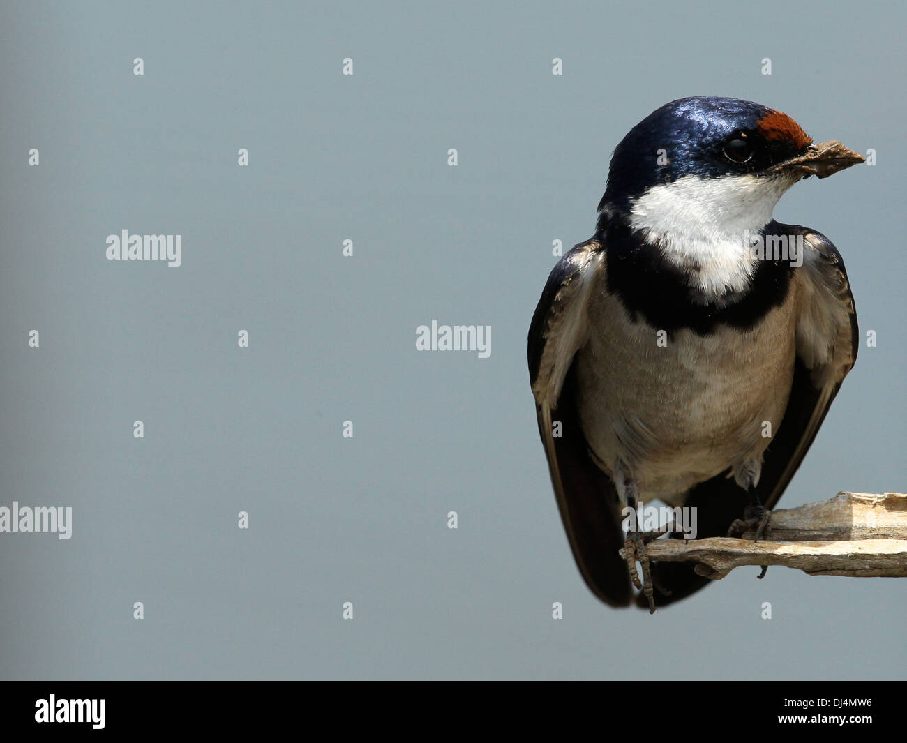 Wire tailed swallow Hirundo smithii Stock Photo - Alamy